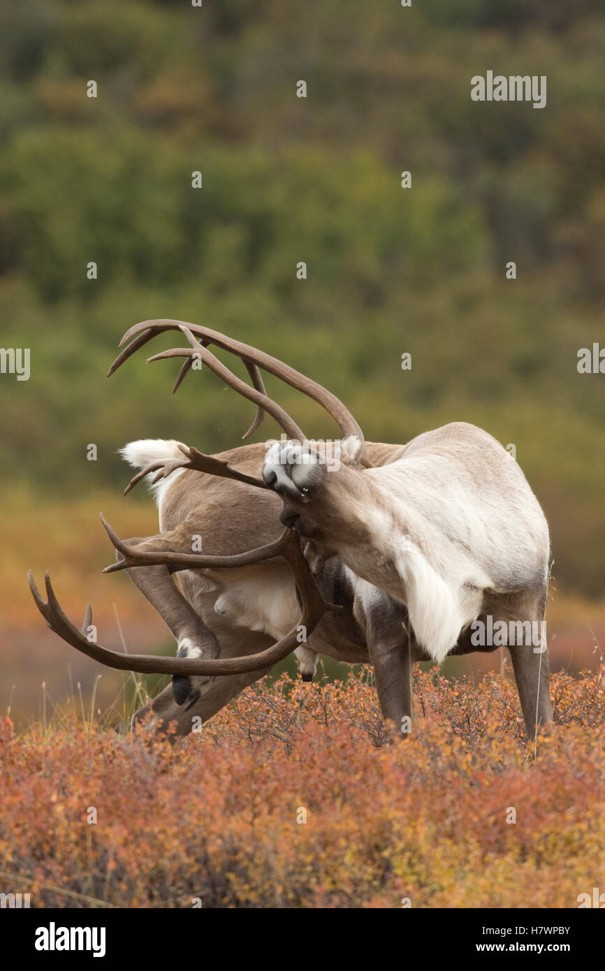 Caribou (Rangifer tarandus) scratching rear with antlers, central ...