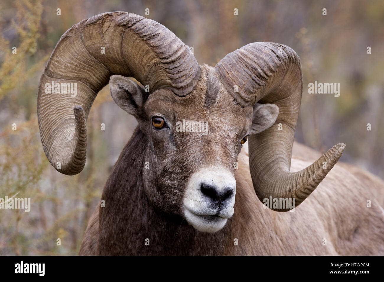 Bighorn Sheep (Ovis canadensis) ram, western Alberta, Canada Stock ...