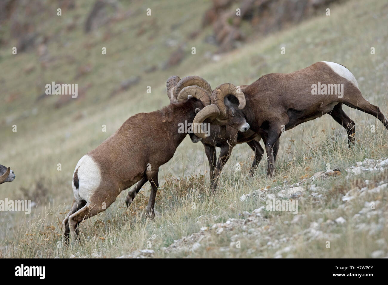 Bighorn Sheep (Ovis canadensis) rams butting heads, western Montana ...