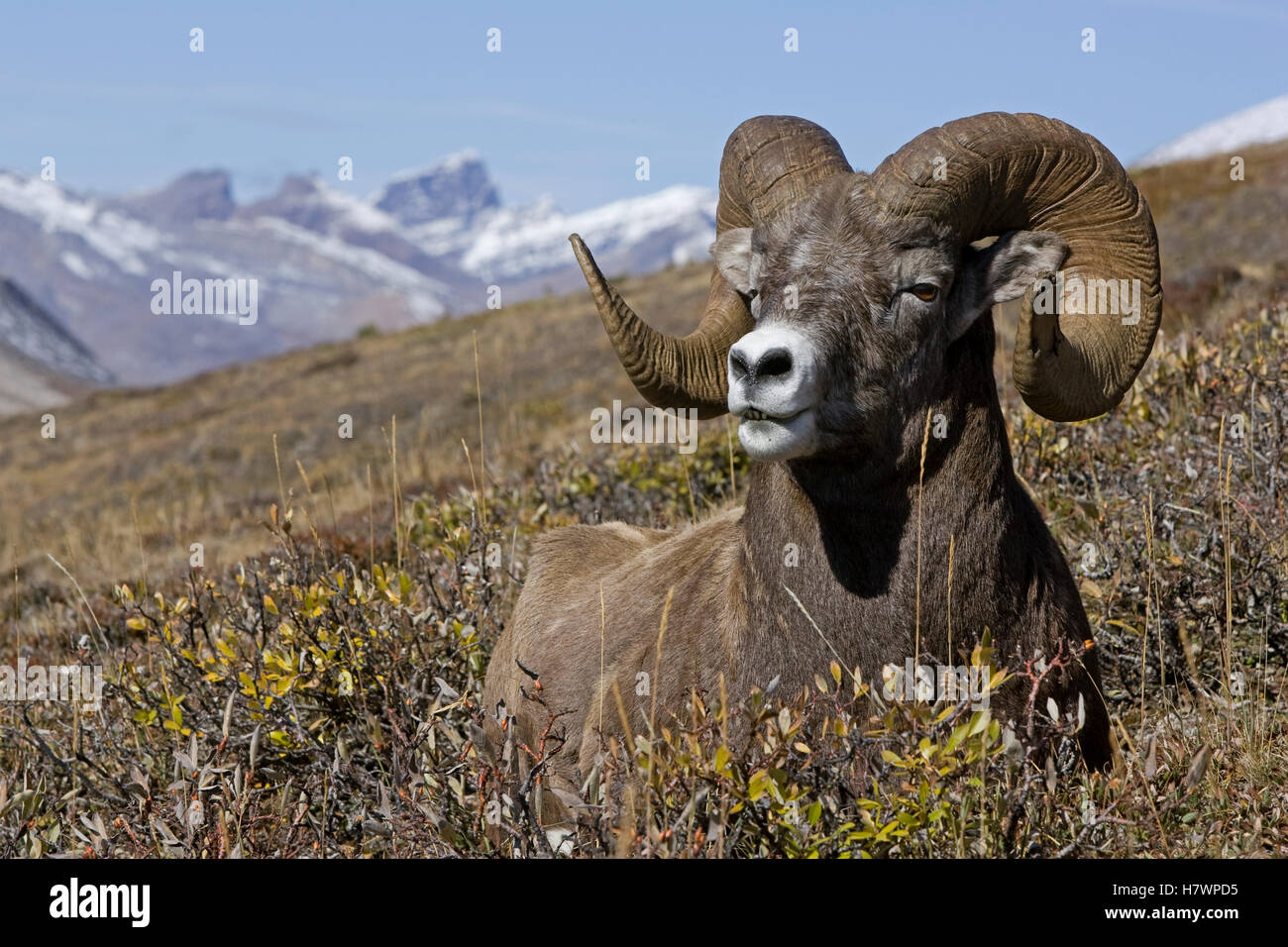 Bighorn Sheep (Ovis canadensis) ram, western Alberta, Canada Stock ...