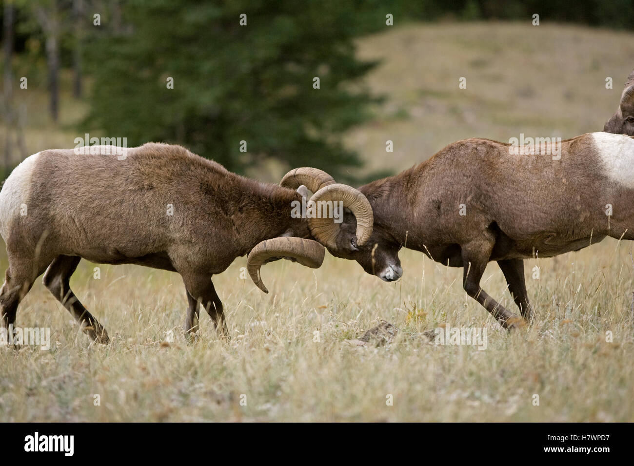 Bighorn Sheep (Ovis canadensis) rams butting heads, western Montana ...