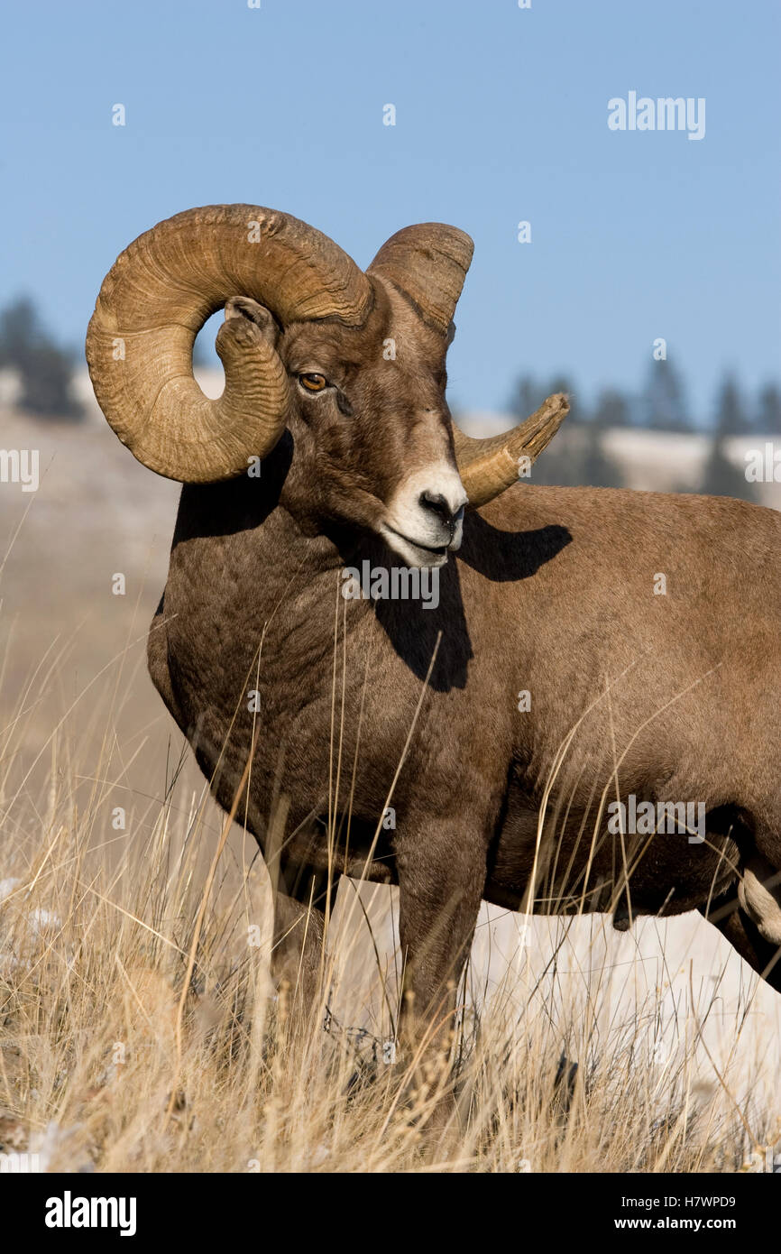 Bighorn Sheep (Ovis canadensis) ram, western Alberta, Canada Stock ...