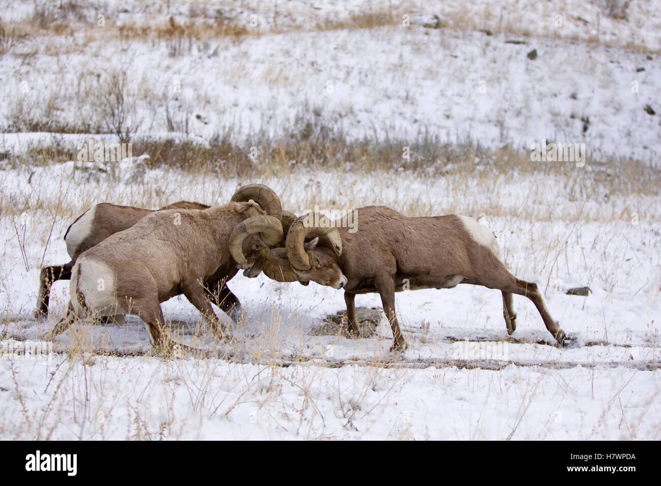 Bighorn Sheep (Ovis canadensis) rams butting heads, western Montana ...