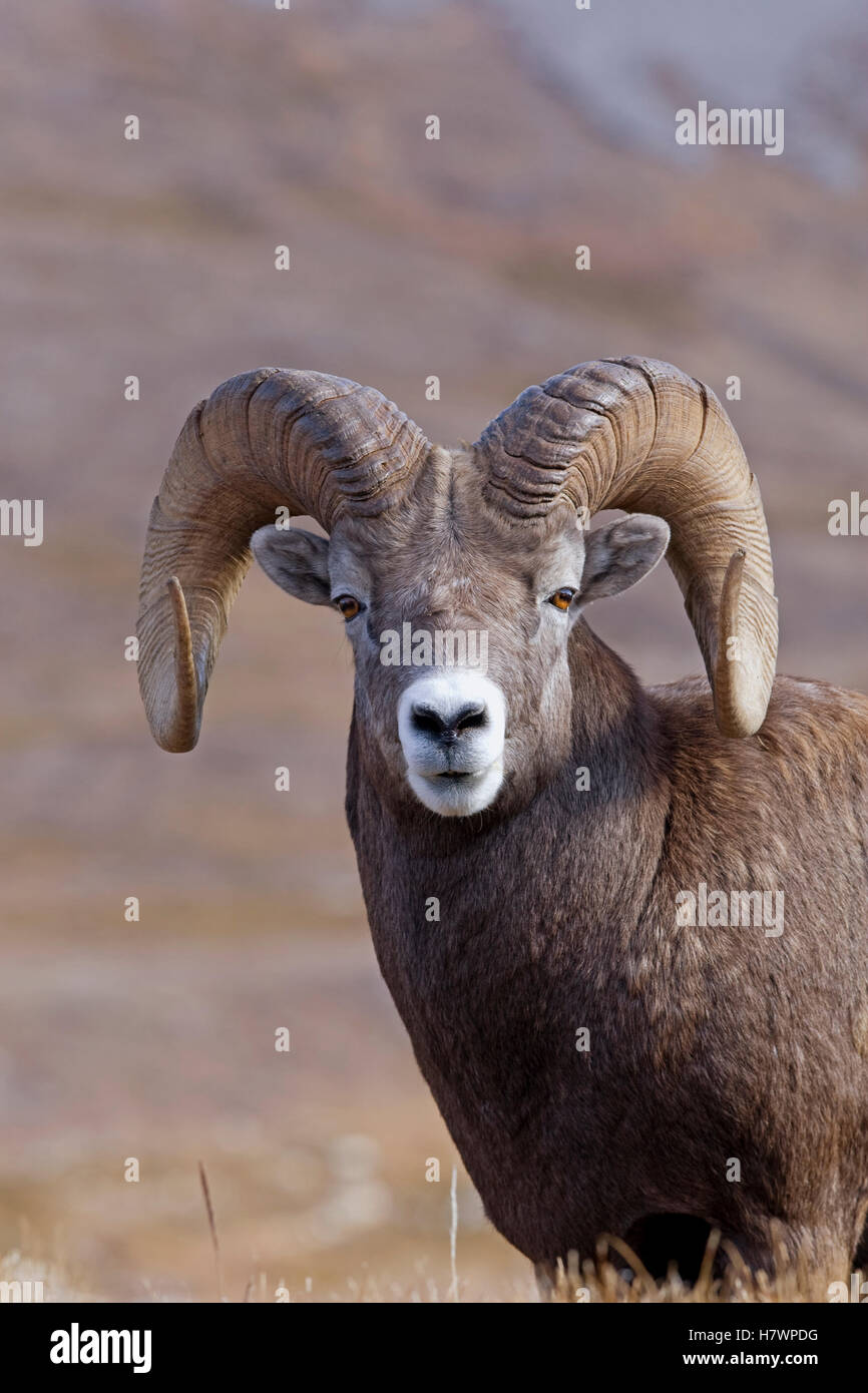 Bighorn Sheep (Ovis canadensis) ram, western Alberta, Canada Stock ...