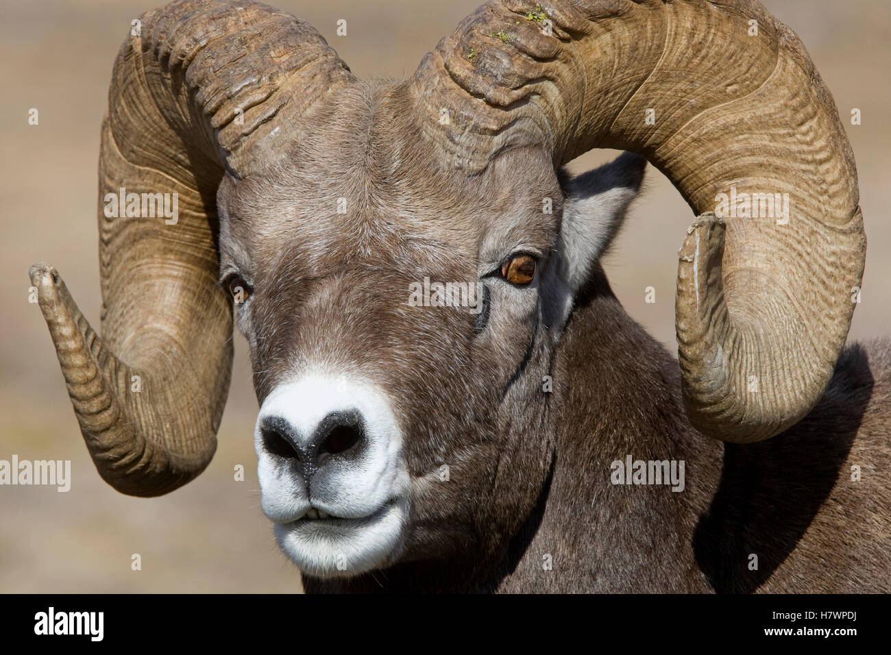 Bighorn Sheep (Ovis canadensis) ram, western Alberta, Canada Stock ...