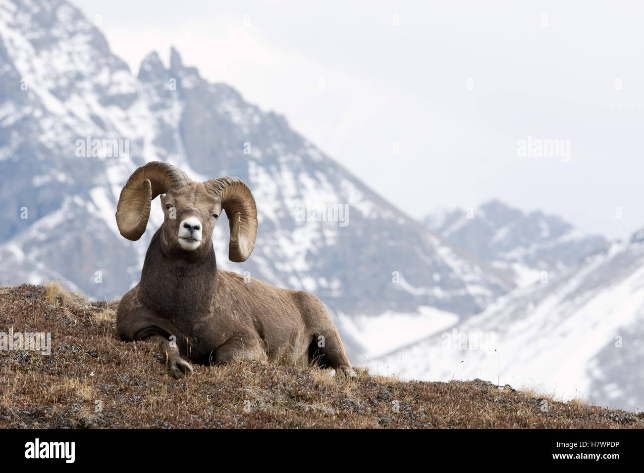 Bighorn Sheep (Ovis canadensis) ram, western Alberta, Canada Stock ...