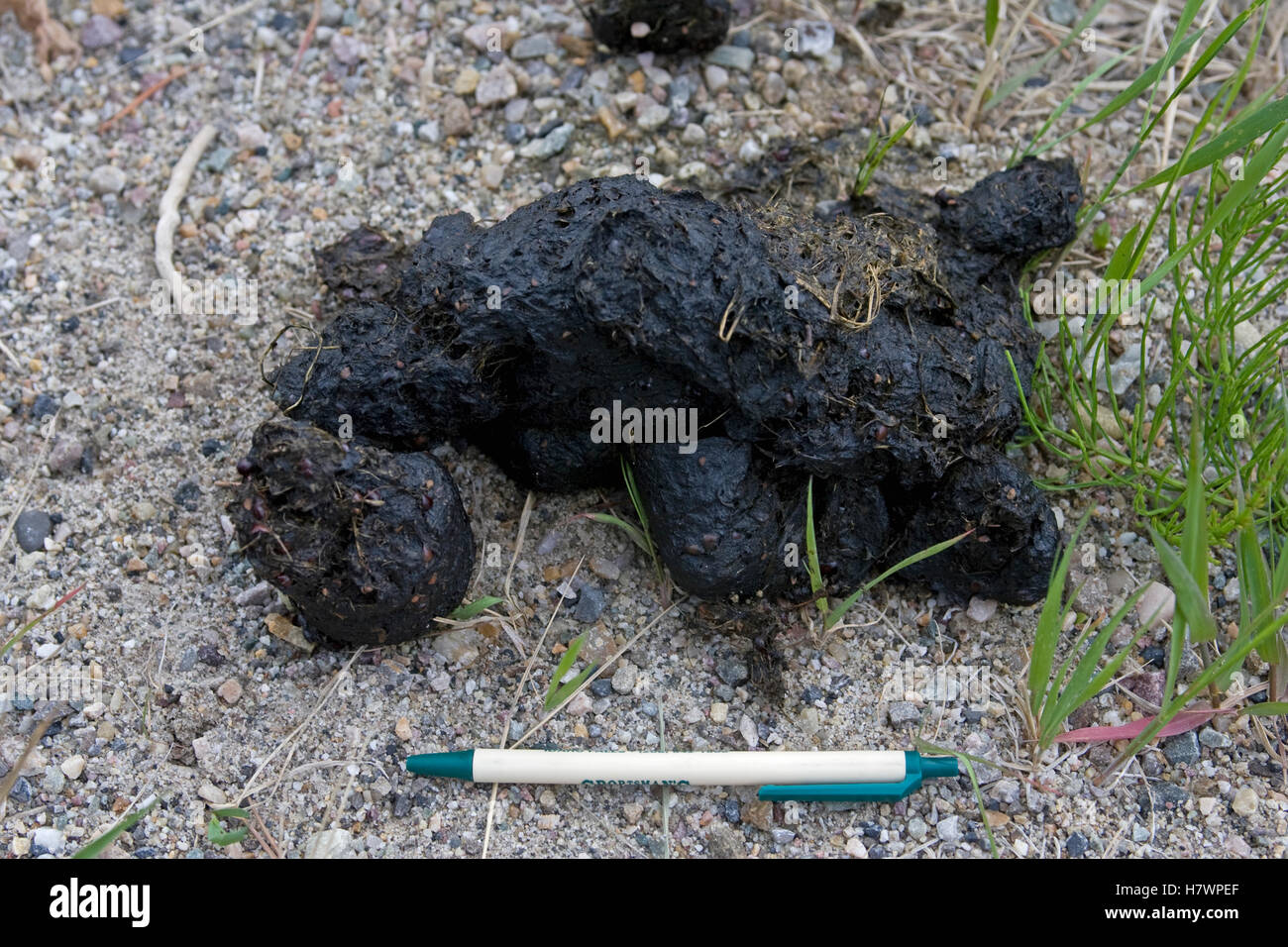 Black Bear (Ursus americanus) scat with pen for size comparison, North ...