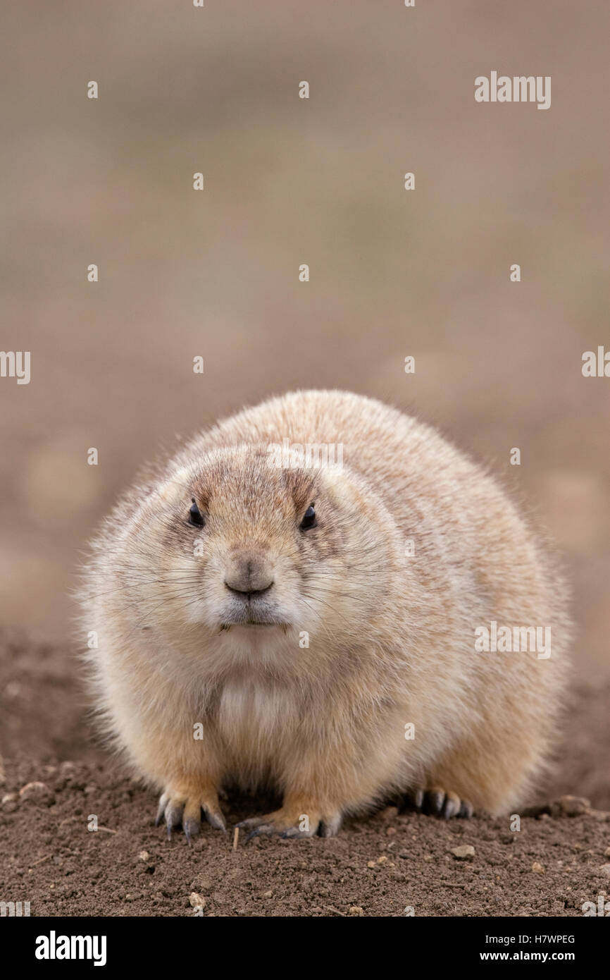 Black-tailed Prairie Dog (Cynomys ludovicianus), eastern Montana Stock ...