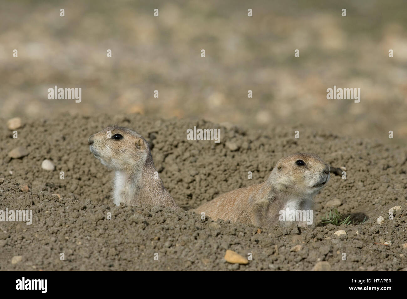 Black-tailed Prairie Dog (Cynomys ludovicianus) pair at burrow entrance ...