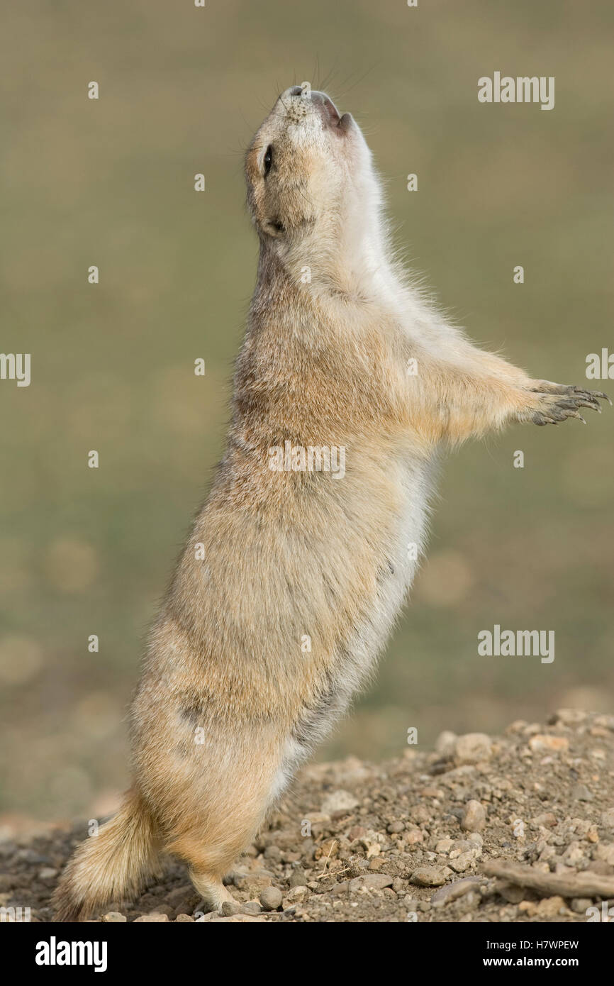 Black-tailed Prairie Dog (Cynomys ludovicianus) standing and barking ...