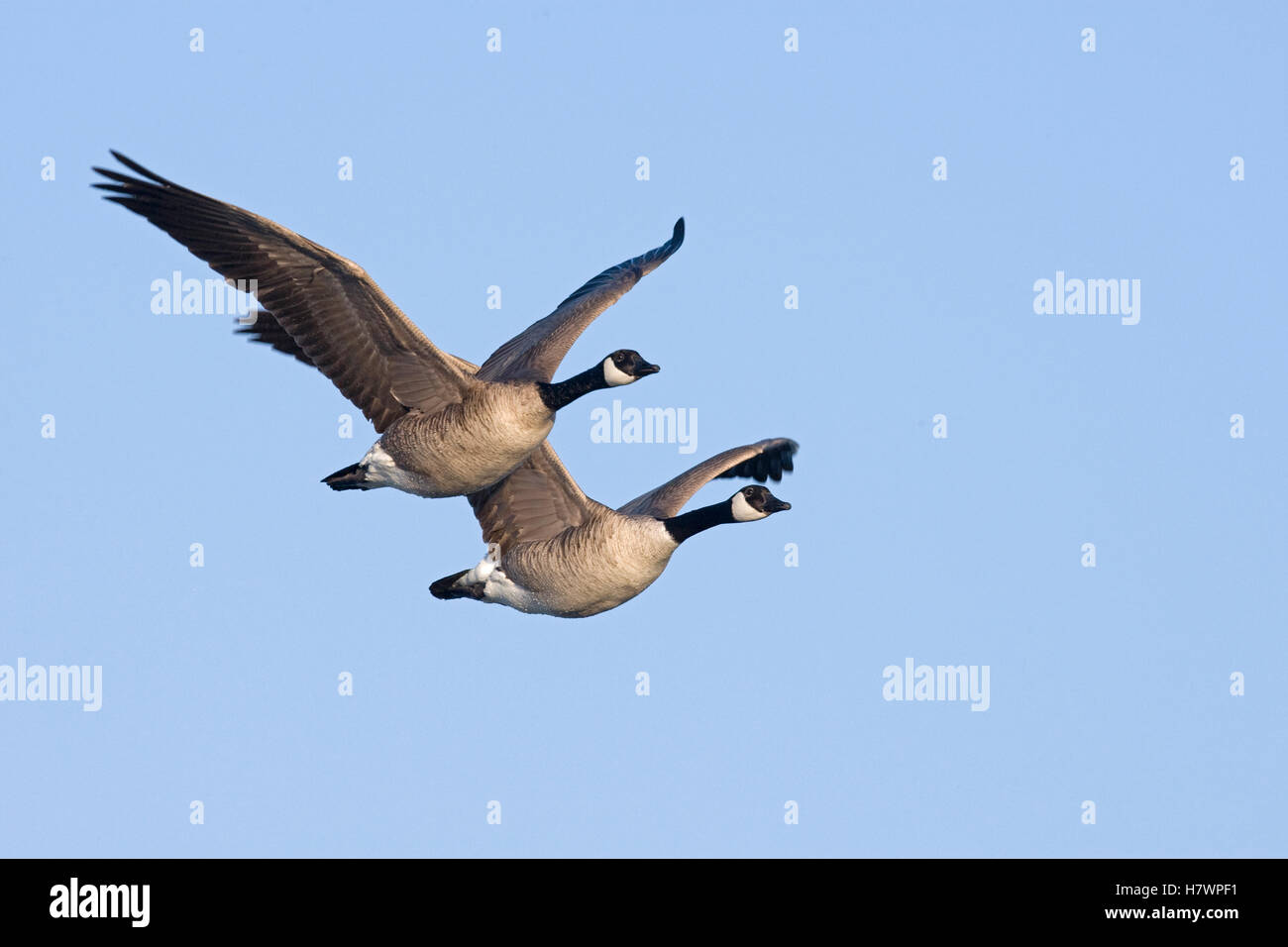 Canada Goose (Branta canadensis) pair flying, central Montana Stock ...