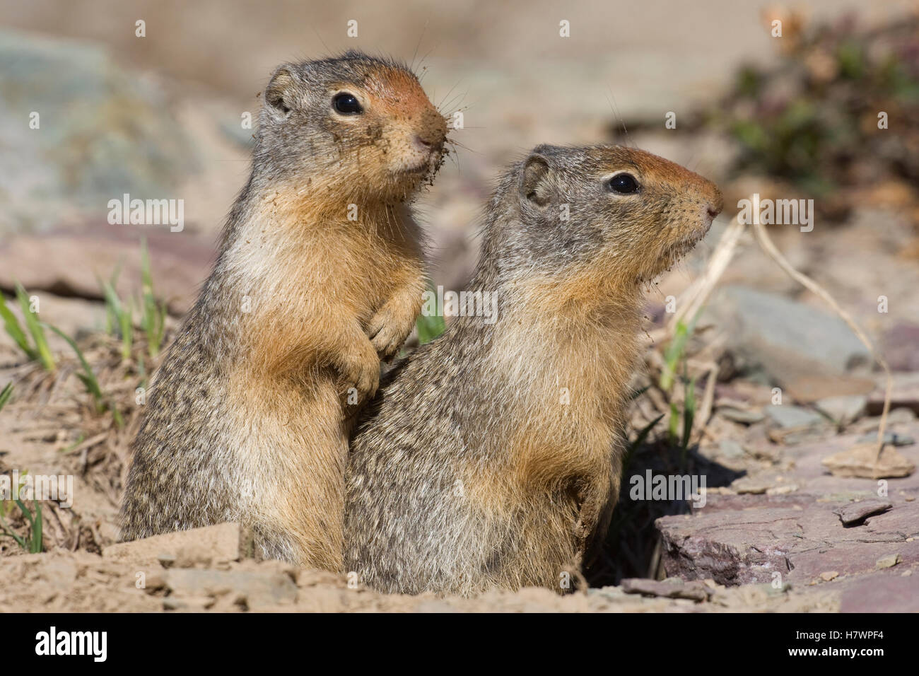 Columbian Ground Squirrel (Spermophilus columbianus) juveniles at ...