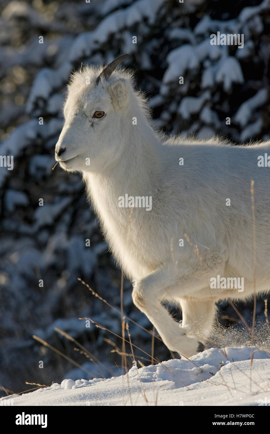 Dall's Sheep (Ovis dalli) lamb in snow, Yukon, Canada Stock Photo - Alamy