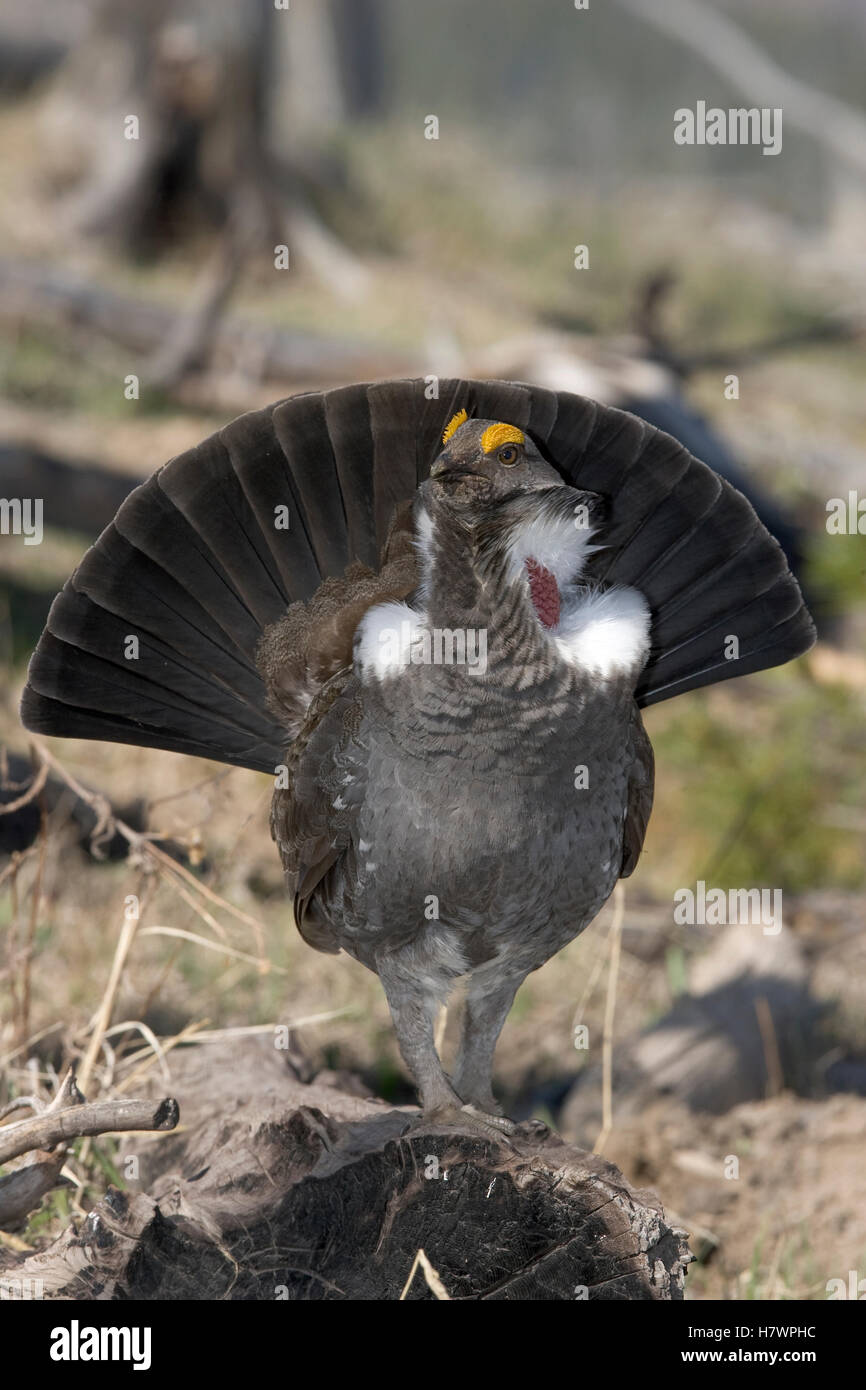 Blue Grouse (Dendragapus obscurus) male displaying for mate, western ...