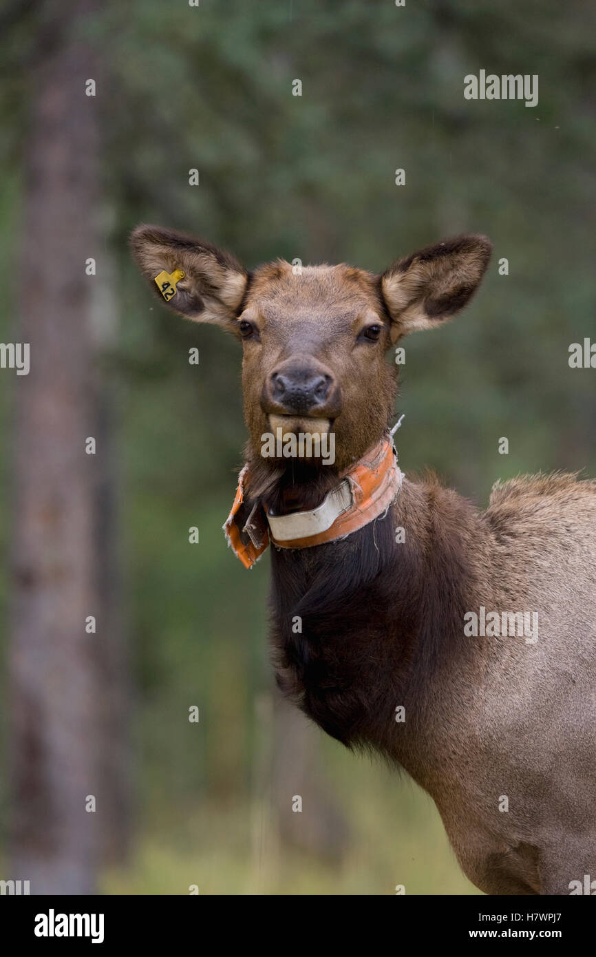 American Elk (Cervus elaphus nelsoni) cow with radio-collar and ear tag ...