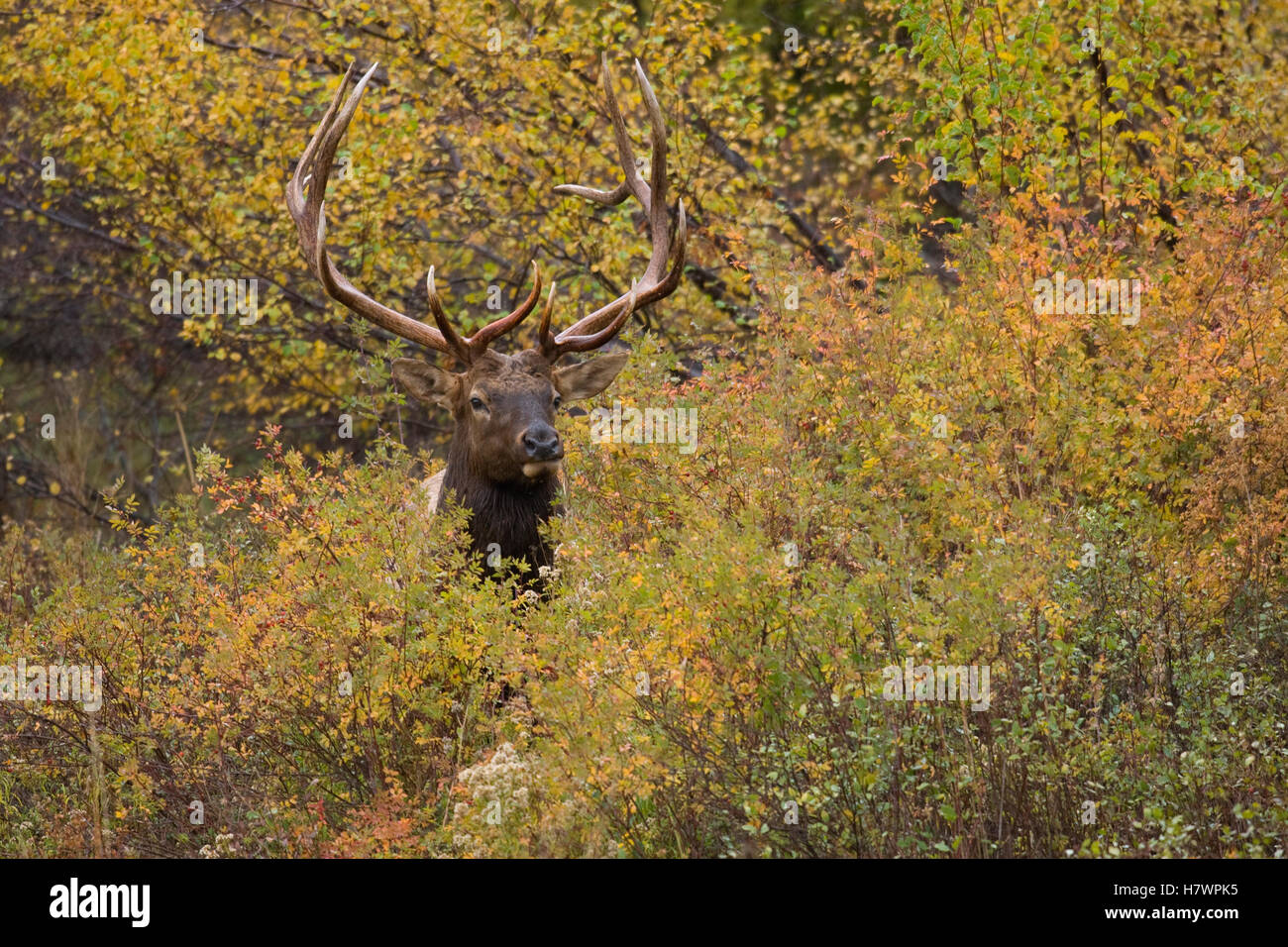 American Elk (Cervus elaphus nelsoni) bull amid bushes, western Montana ...