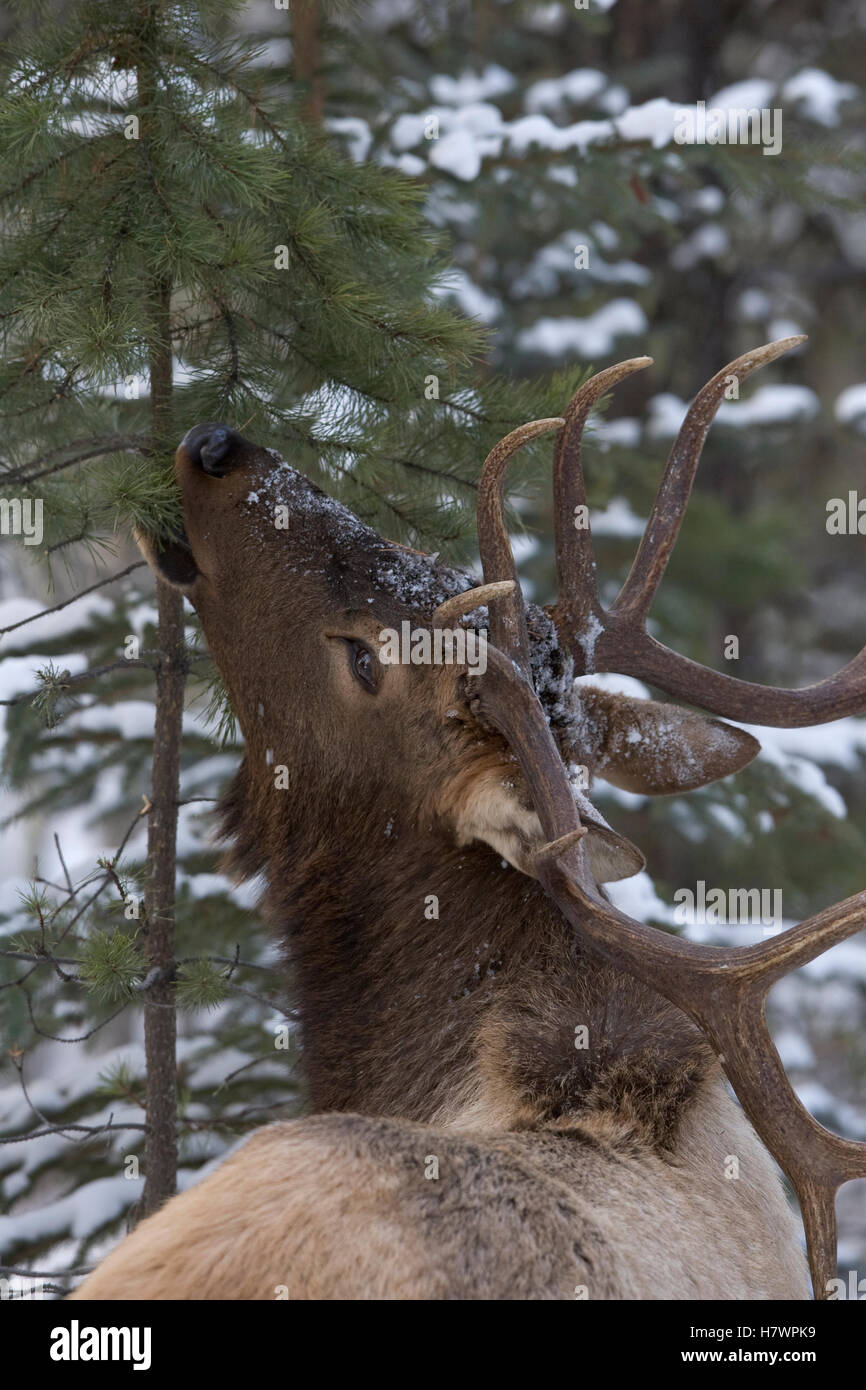 American Elk (Cervus elaphus nelsoni) bull feeding on Douglas Fir ...
