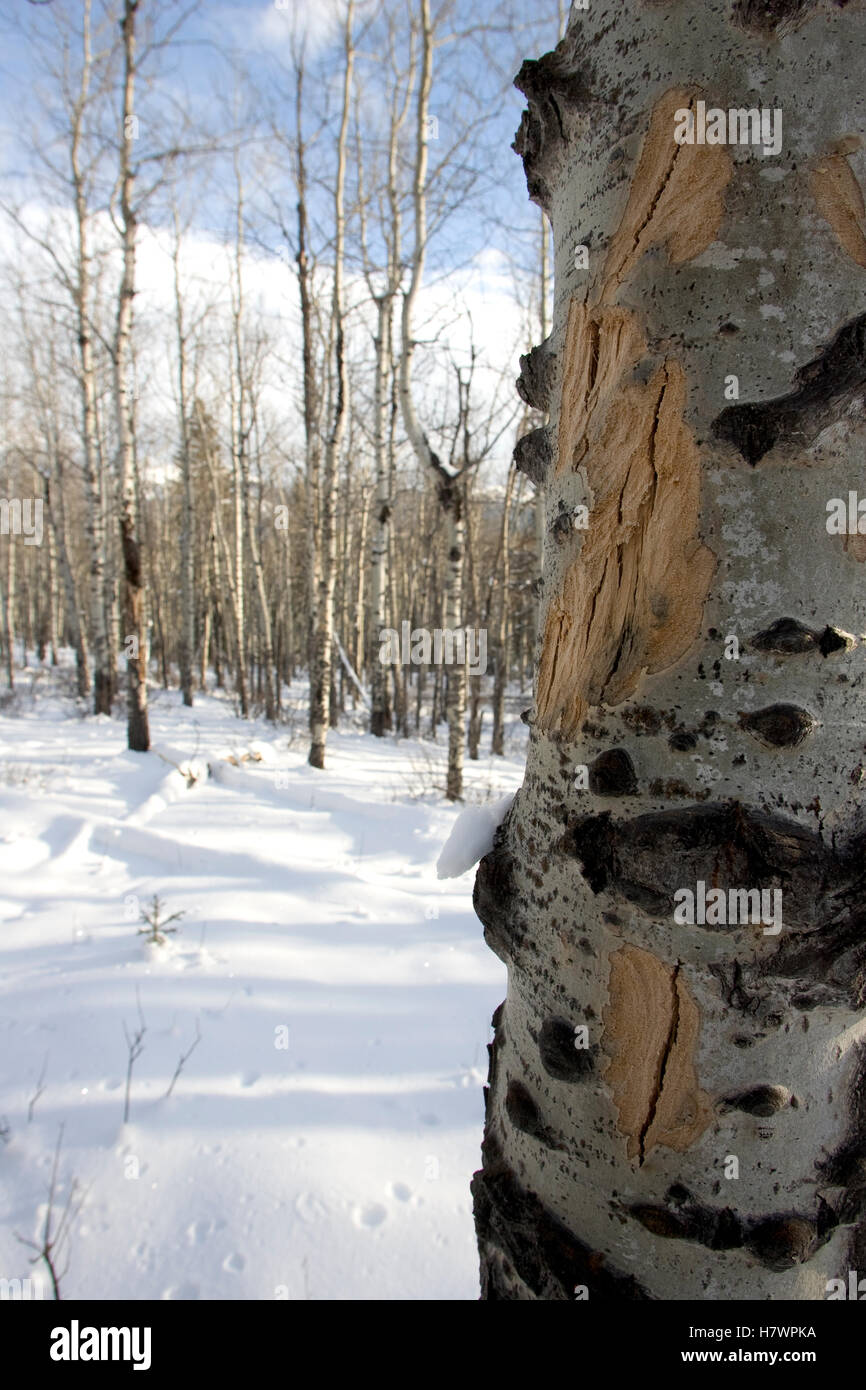 American Elk (Cervus elaphus nelsoni) chew marks on bark of Quaking ...