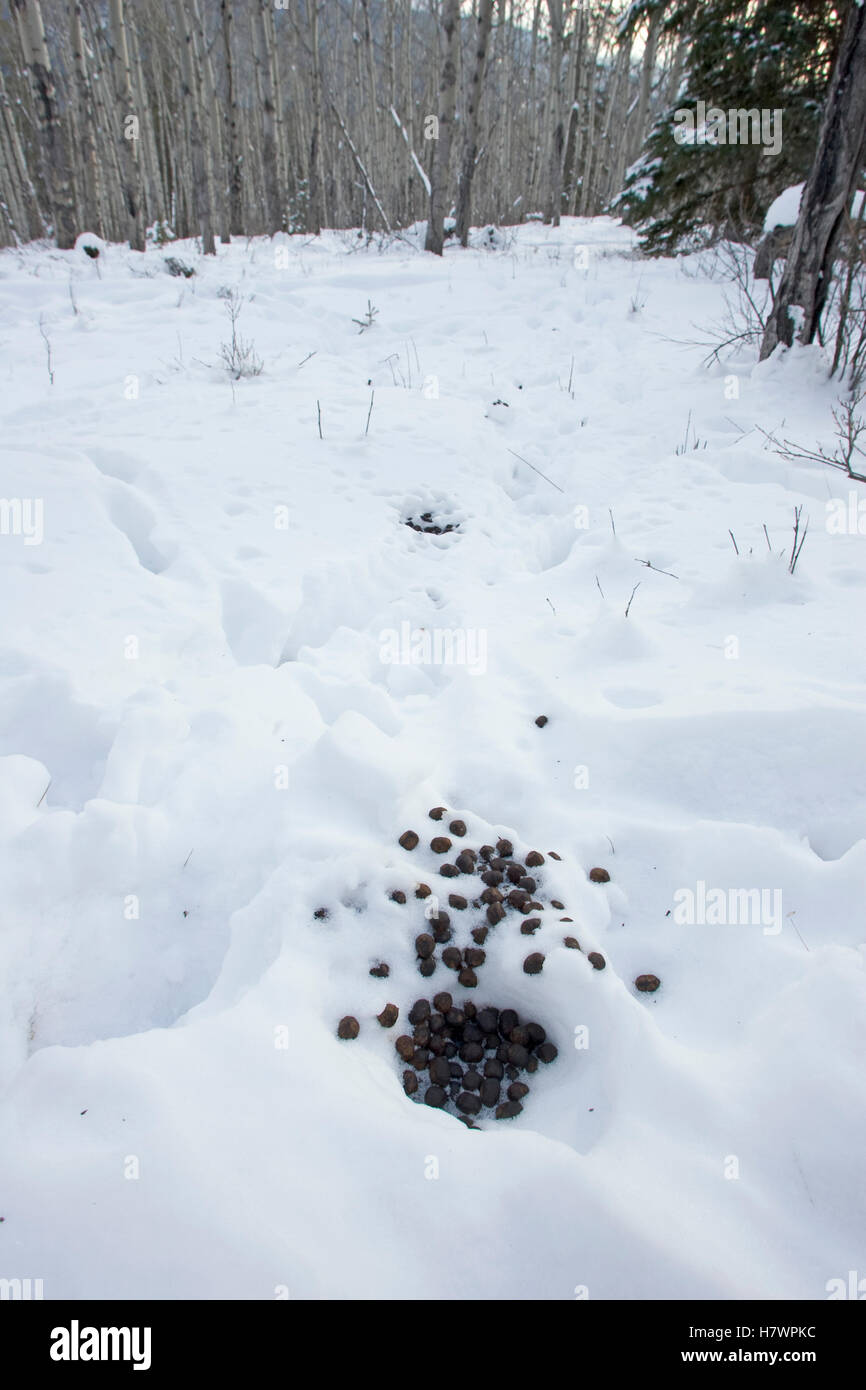 American Elk (Cervus elaphus nelsoni) scat in snow, western Montana ...
