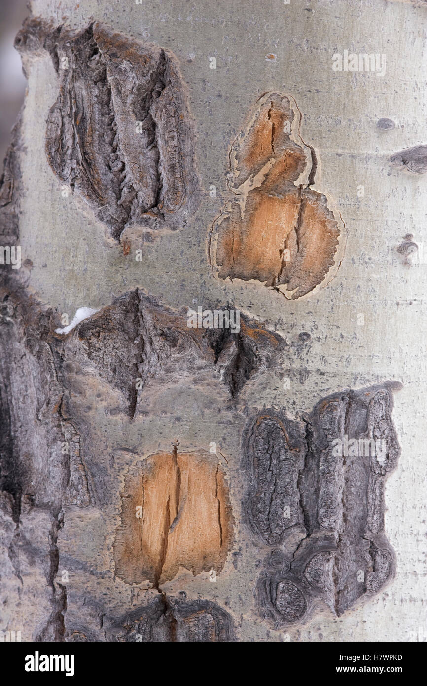 American Elk (Cervus elaphus nelsoni) chew marks on bark of Quaking ...