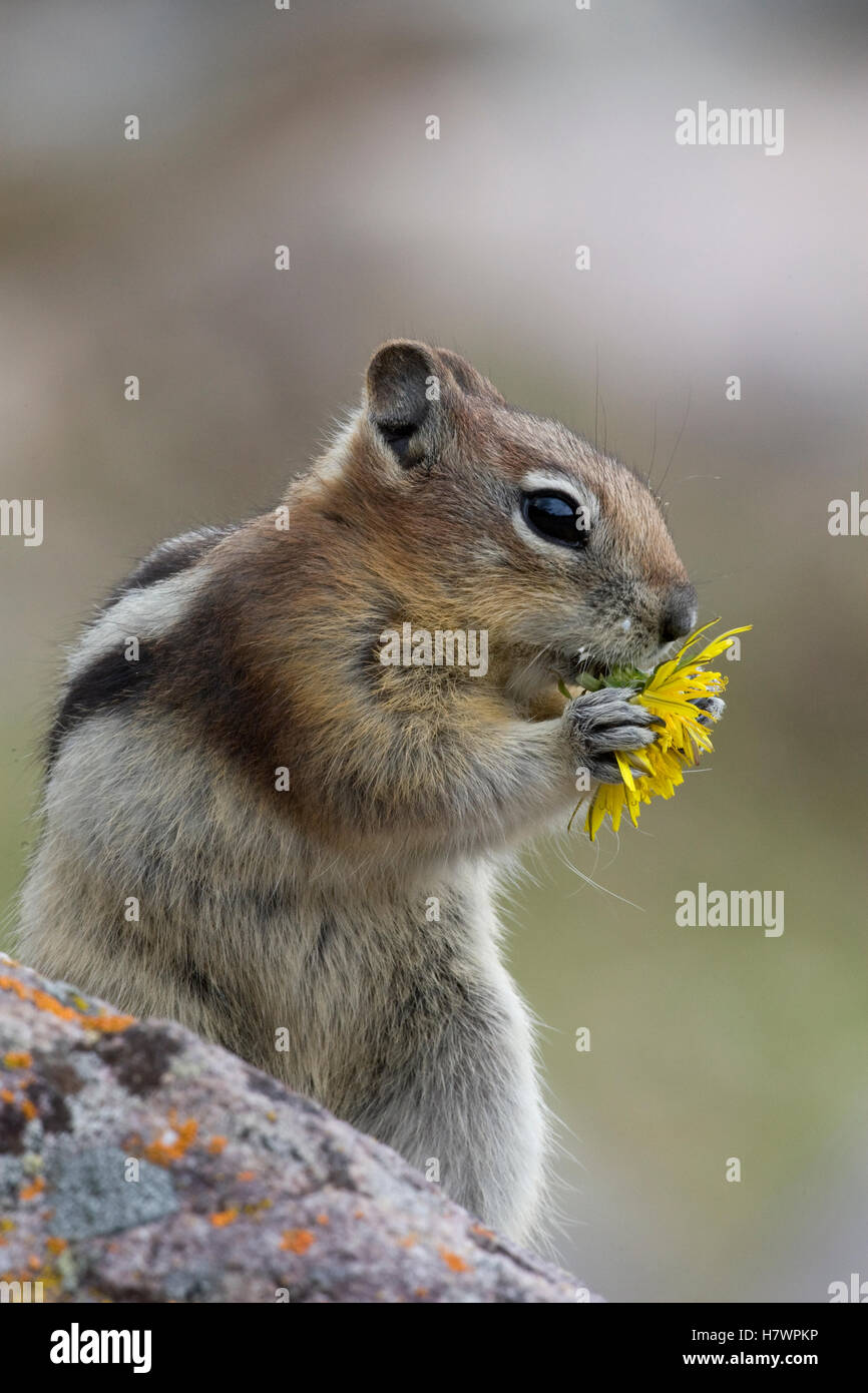 Golden-mantled Ground Squirrel (Callospermophilus lateralis) eating ...
