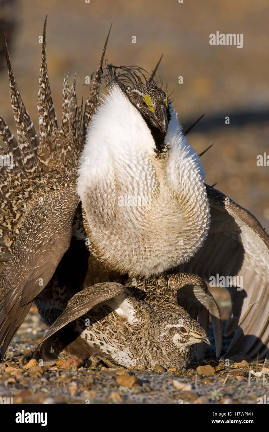 Sage Grouse (Centrocercus urophasianus) pair mating, eastern Montana ...