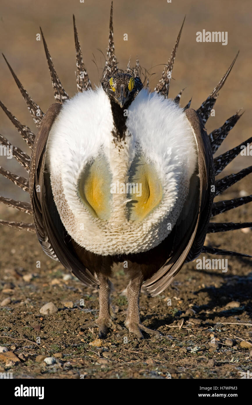 Sage Grouse (Centrocercus urophasianus) male displaying, eastern ...