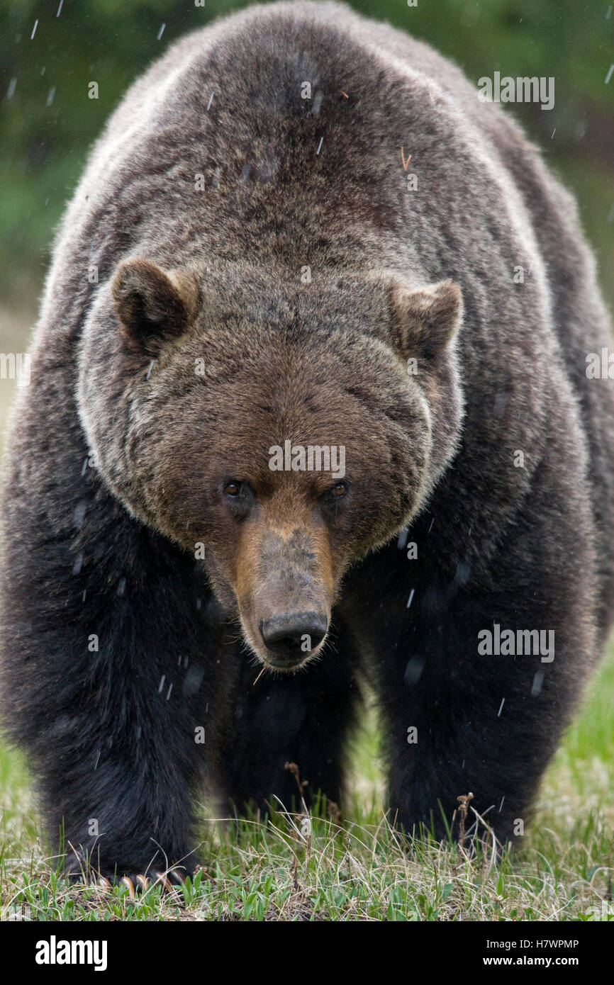 Grizzly Bear (Ursus arctos horribilis) male in the rain, western ...