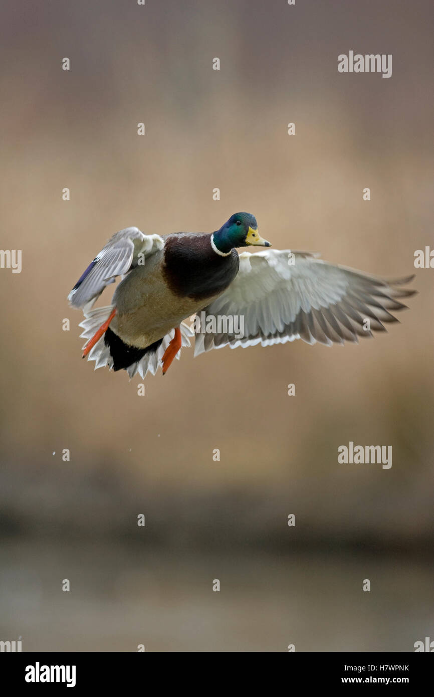 Mallard (Anas platyrhynchos) male flying, western Montana Stock Photo ...