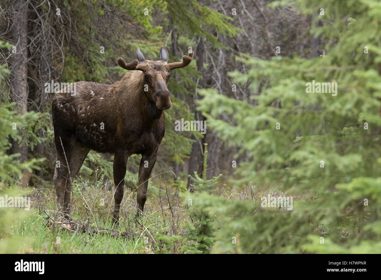Moose (Alces alces shirasi) bull in June in velvet, western Montana ...