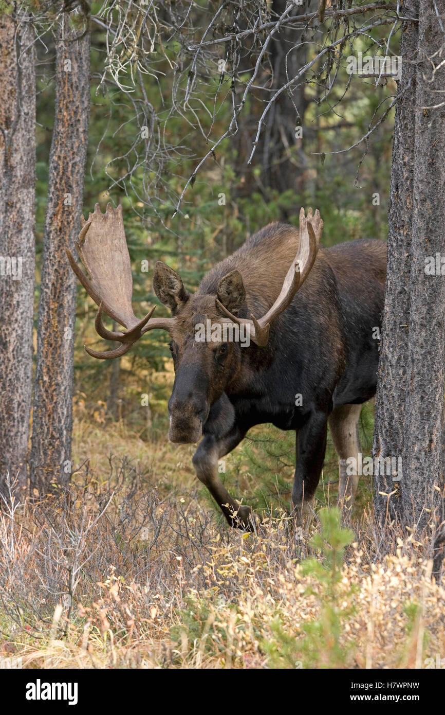 Moose (Alces alces shirasi) bull, western Montana Stock Photo - Alamy