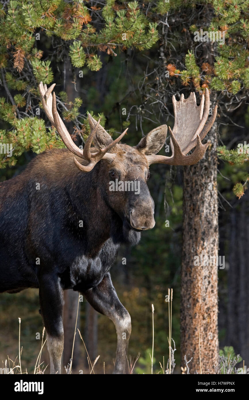 Moose (Alces alces shirasi) bull, western Montana Stock Photo - Alamy