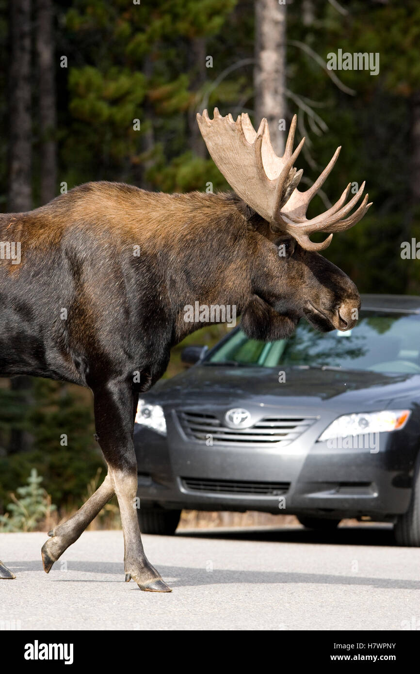 Moose (Alces alces shirasi) bull crossing road, western Montana Stock ...