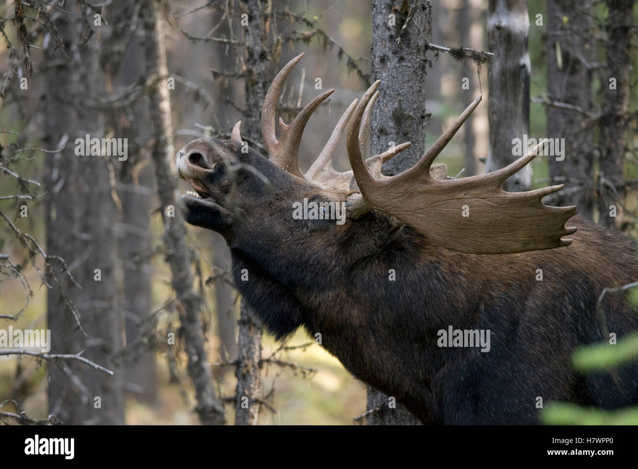 Moose (Alces alces shirasi) bull flehming, western Montana Stock Photo ...