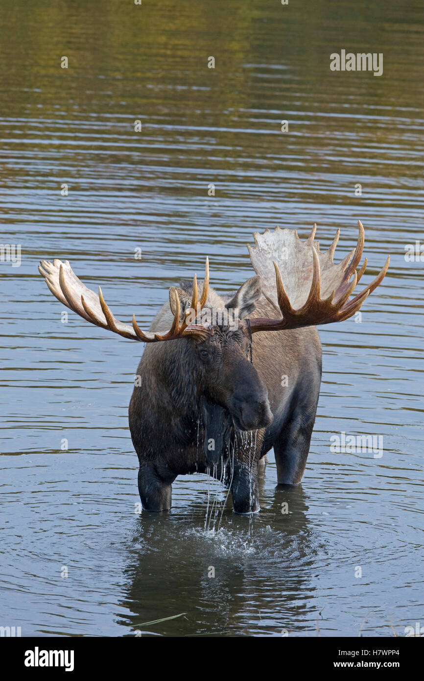 Alaska Moose (Alces alces gigas) bull feeding, central Alaska Stock ...