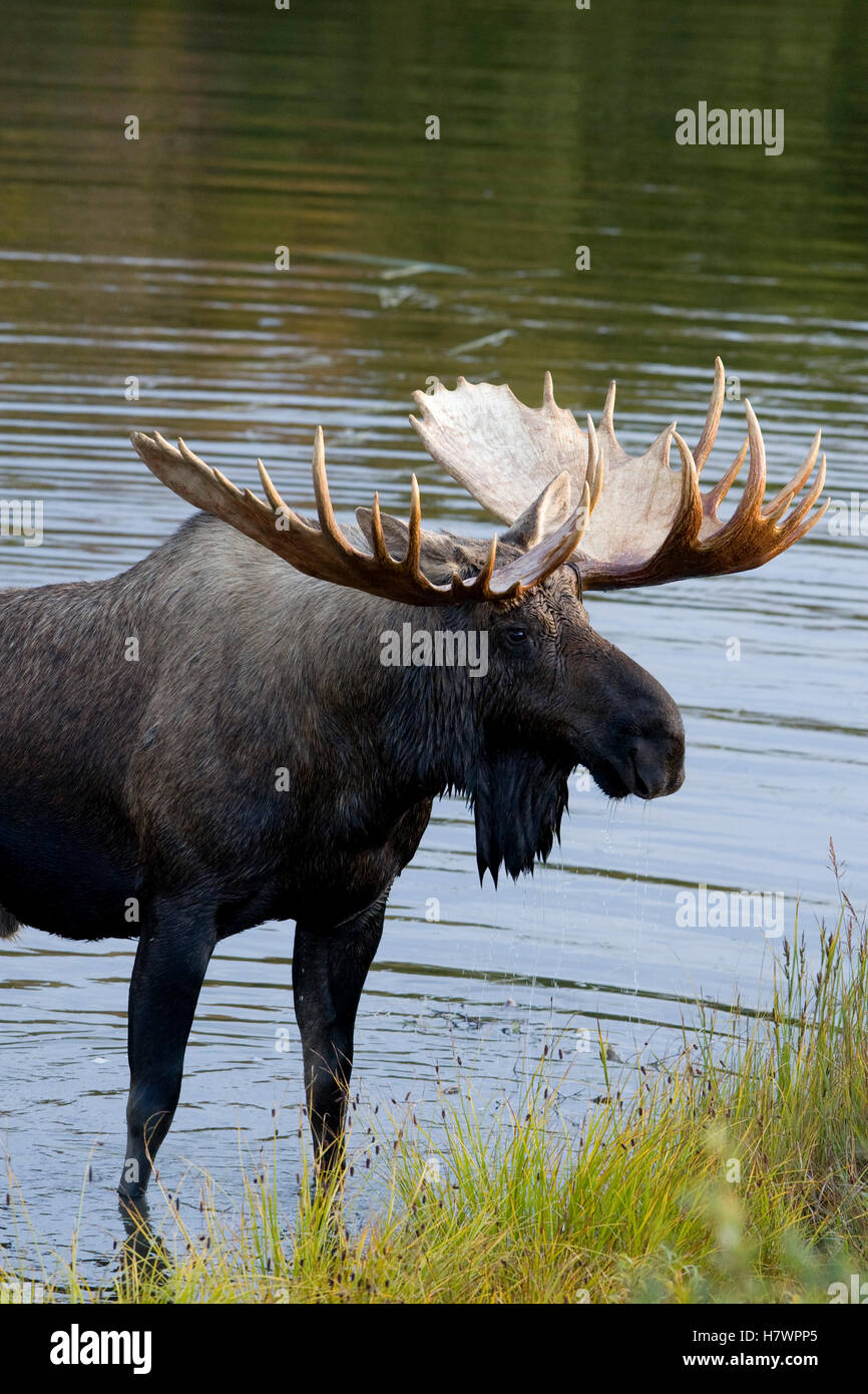 Alaska Moose (Alces alces gigas) bull, central Alaska Stock Photo - Alamy