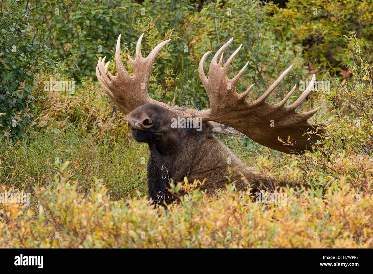 Alaska Moose (Alces alces gigas) bull in willows, central Alaska Stock ...