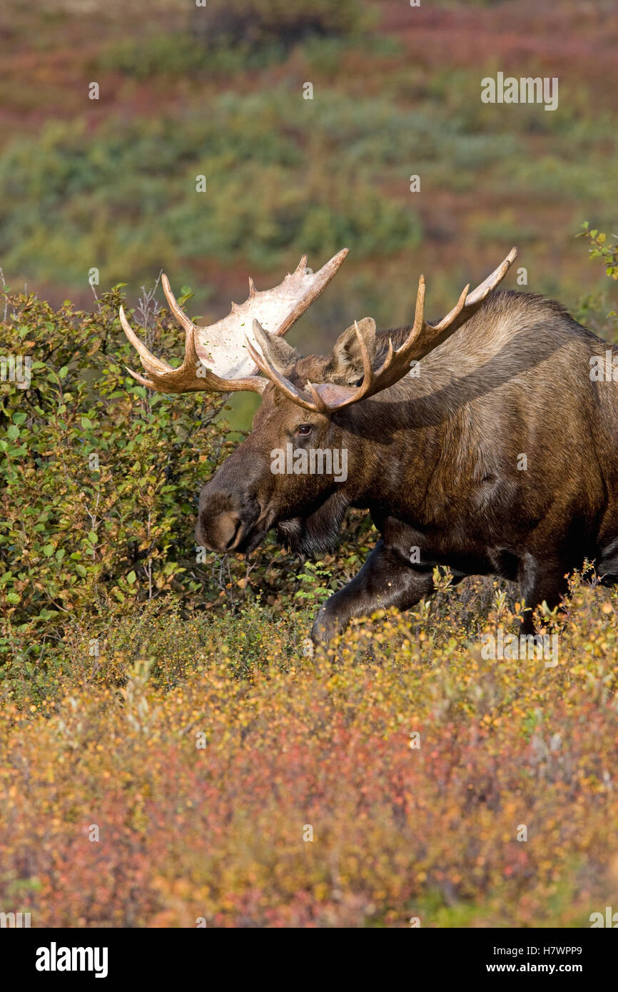 Moose (Alces alces shirasi) bull on tundra, central Montana Stock Photo ...