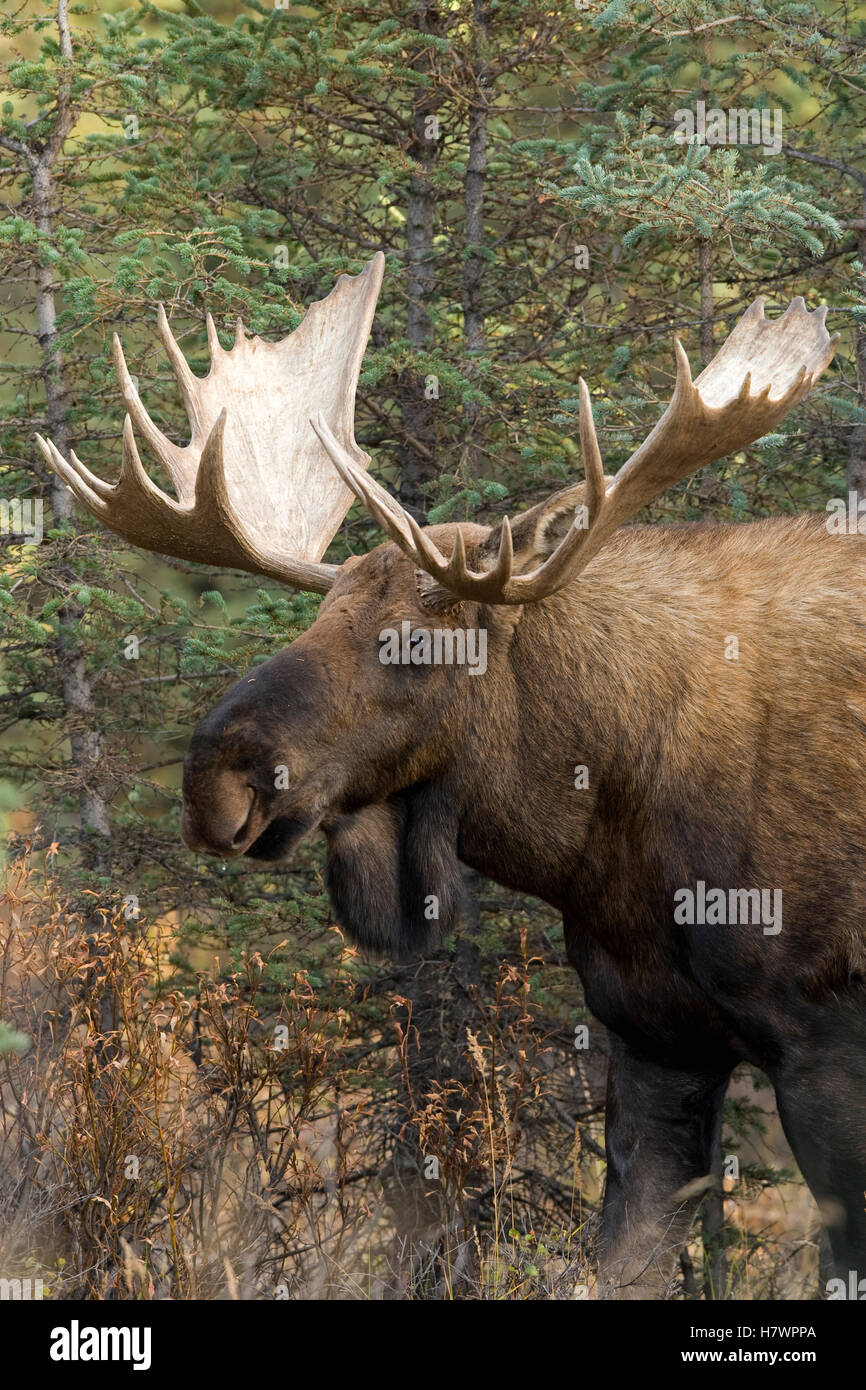Alaska Moose (Alces alces gigas) bull, central Alaska Stock Photo - Alamy
