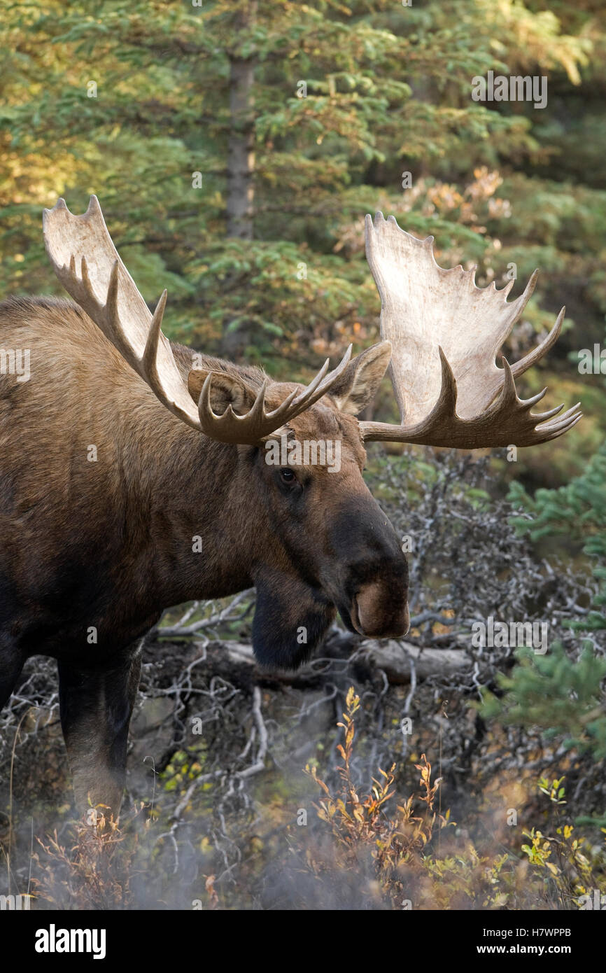 Alaska Moose (Alces alces gigas) bull, central Alaska Stock Photo - Alamy