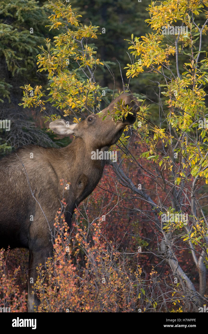 Alaska Moose (Alces alces gigas) cow feeding, central Alaska Stock ...