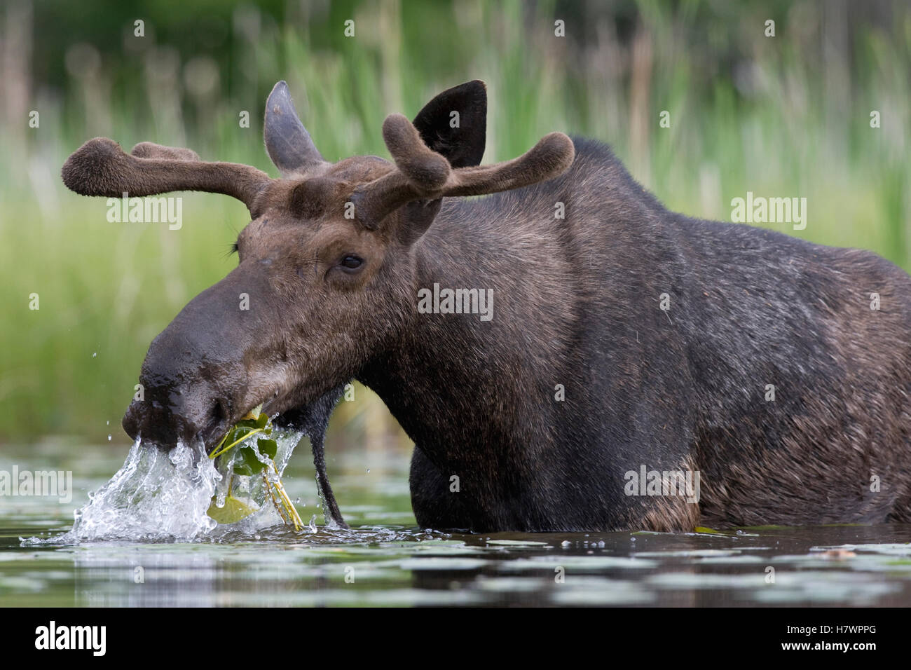 Moose (Alces alces shirasi) bull feeding on lily pads, western Montana ...