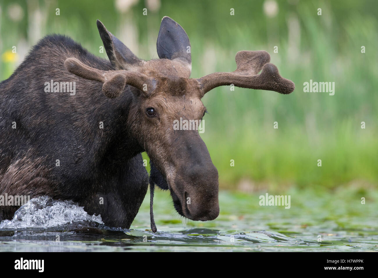 Moose (Alces alces shirasi) bull foraging forlily pads, western Montana ...