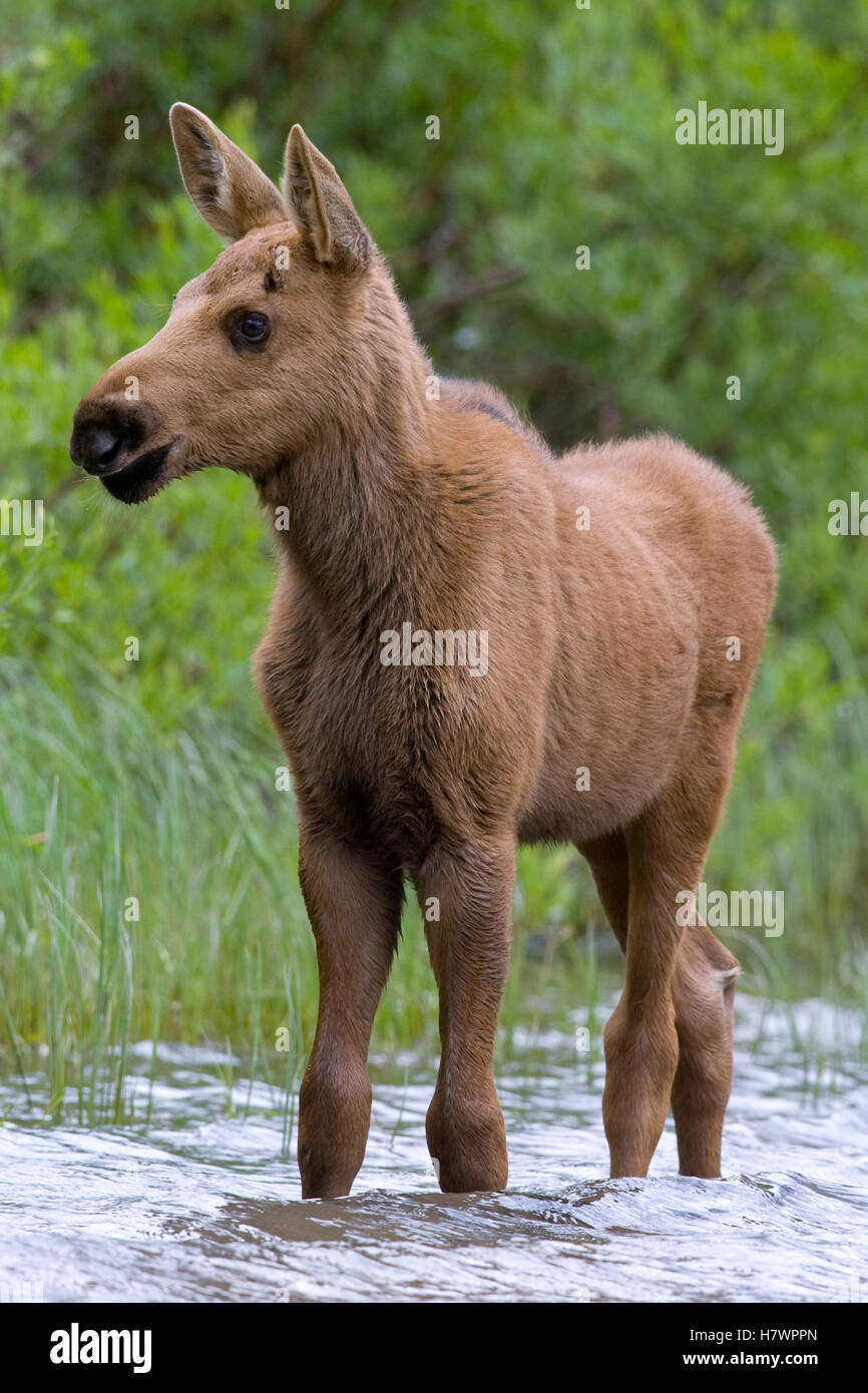 Moose (Alces alces shirasi) calf, western Montana Stock Photo - Alamy