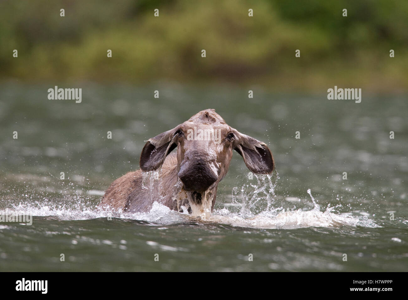Moose (Alces alces shirasi) cow swimming, western Montana Stock Photo ...