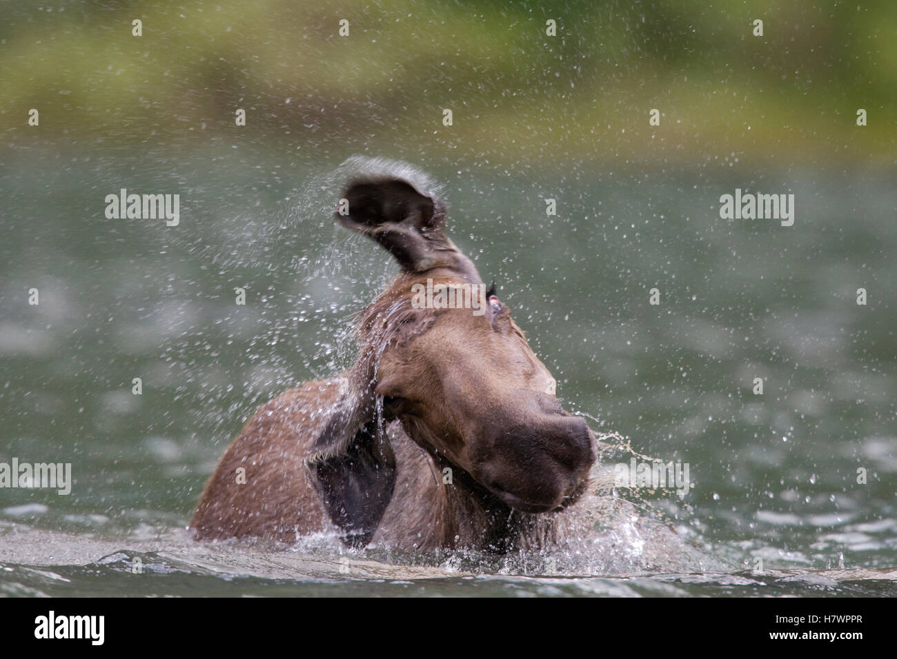 Moose (Alces alces shirasi) cow shaking off water, western Montana ...