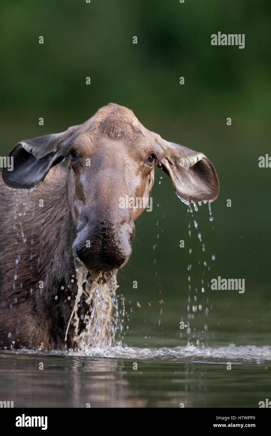 Moose (Alces alces shirasi) cow feeding, western Montana Stock Photo ...