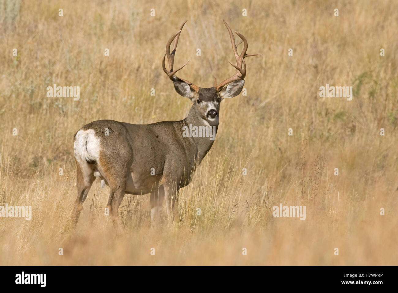 Mule Deer (Odocoileus hemionus) buck, western Montana Stock Photo - Alamy