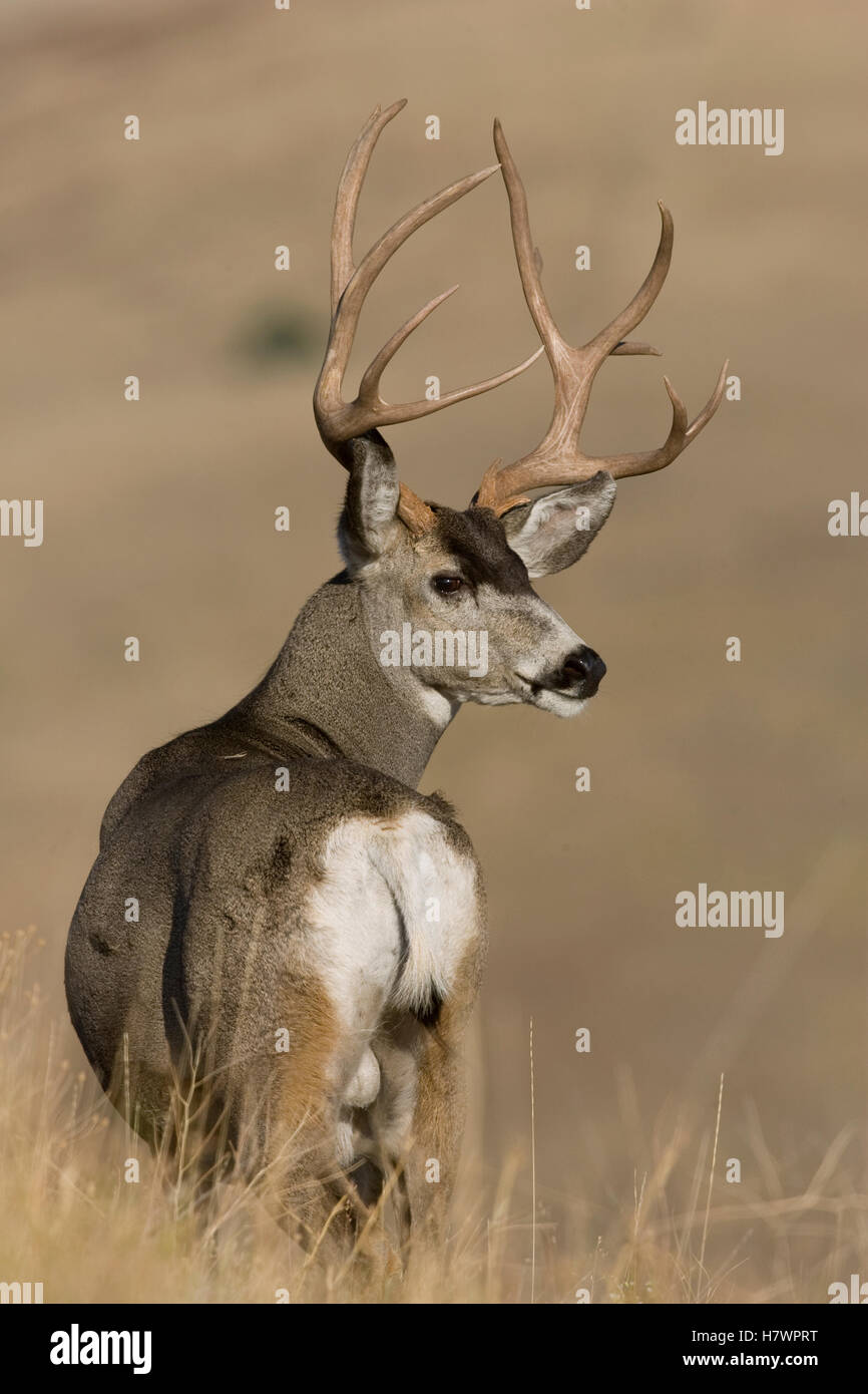 Mule Deer (Odocoileus hemionus) buck, western Montana Stock Photo - Alamy