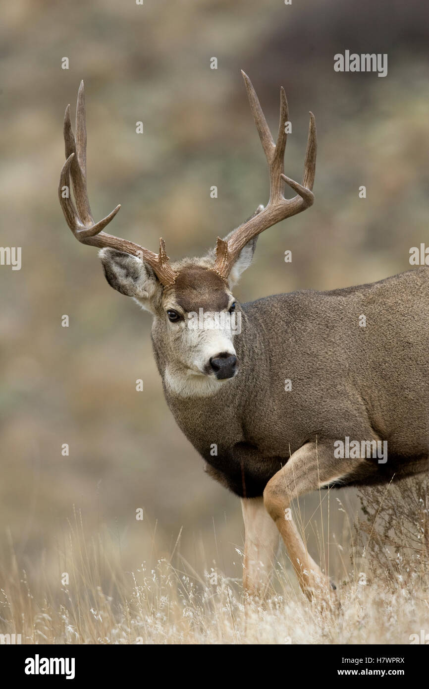 Mule Deer (Odocoileus hemionus) buck, western Montana Stock Photo - Alamy